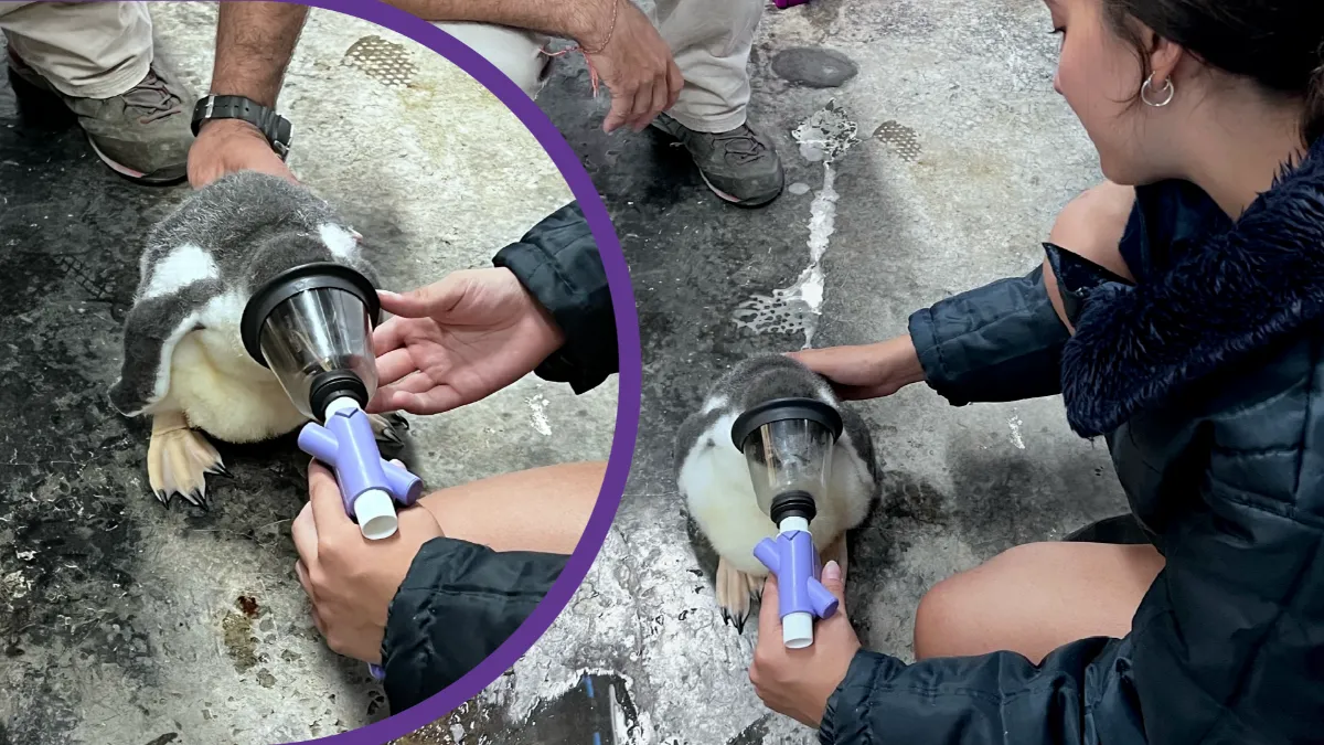 Penguin Lungs Avian Tuberculosis In A Little Blue Penguin (Case1)