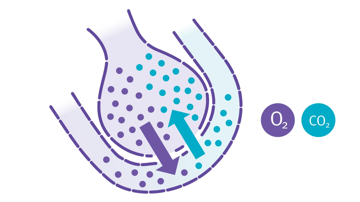 Dlco Risk Factors For Impaired Pulmonary Diffusion Function In ...
